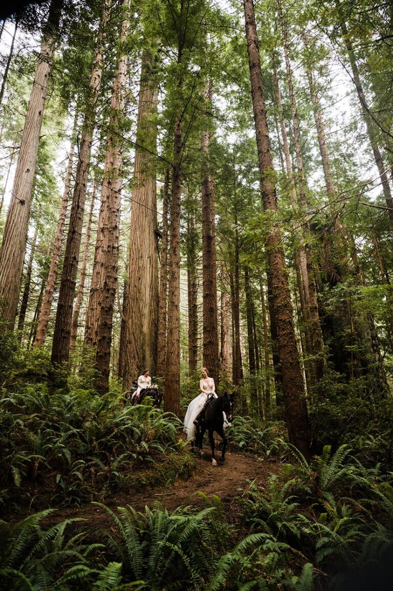 An Elopement Among the Redwoods - Dancing With Her