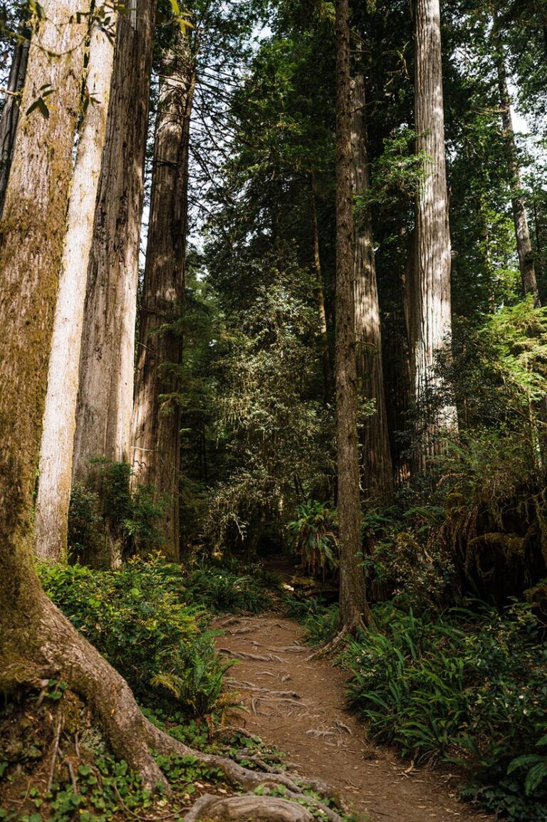 An Elopement Among the Redwoods - Dancing With Her